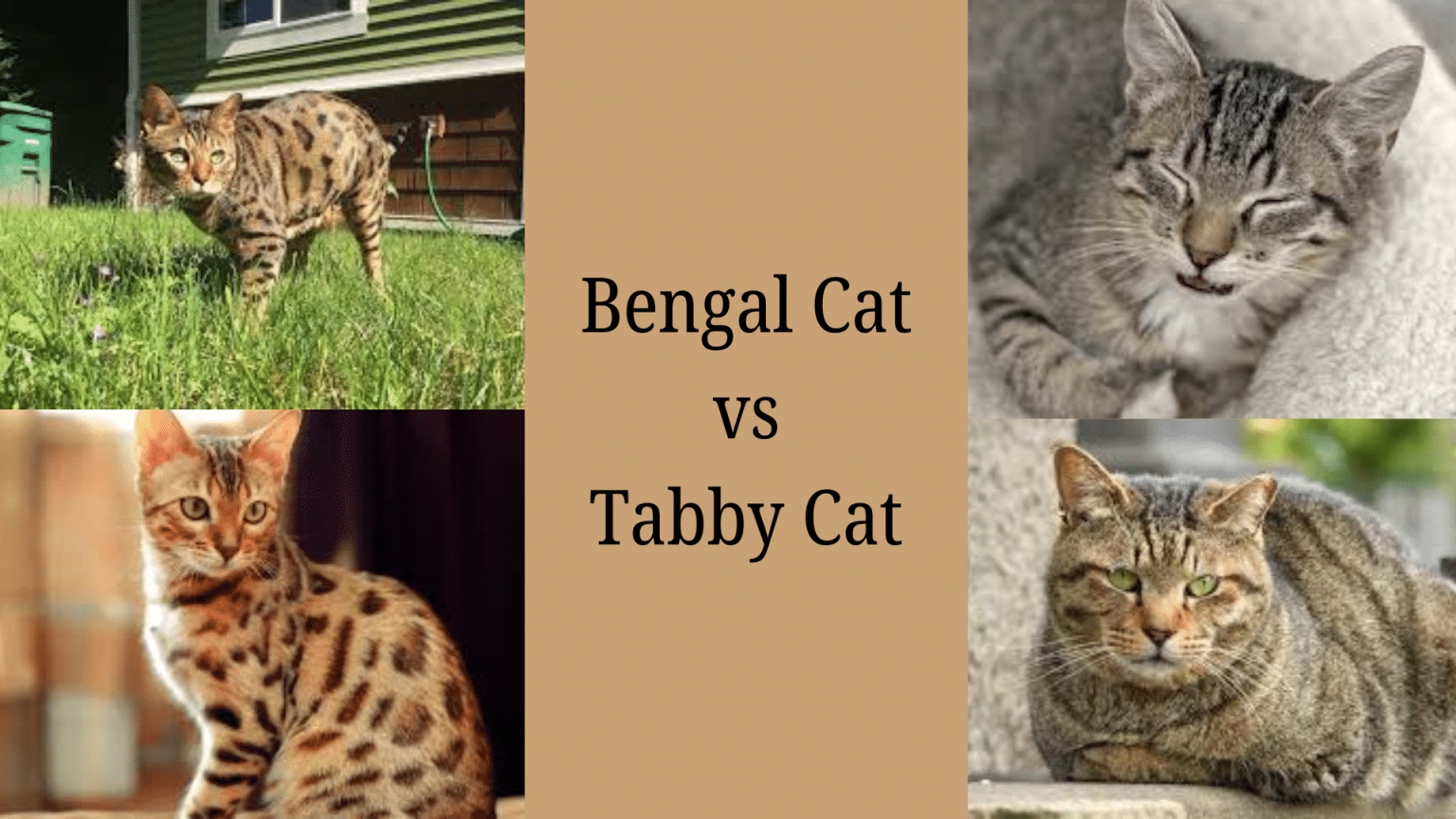 Bengal Cat Vs Tabby Cat: Complete Comparison - Archiecat