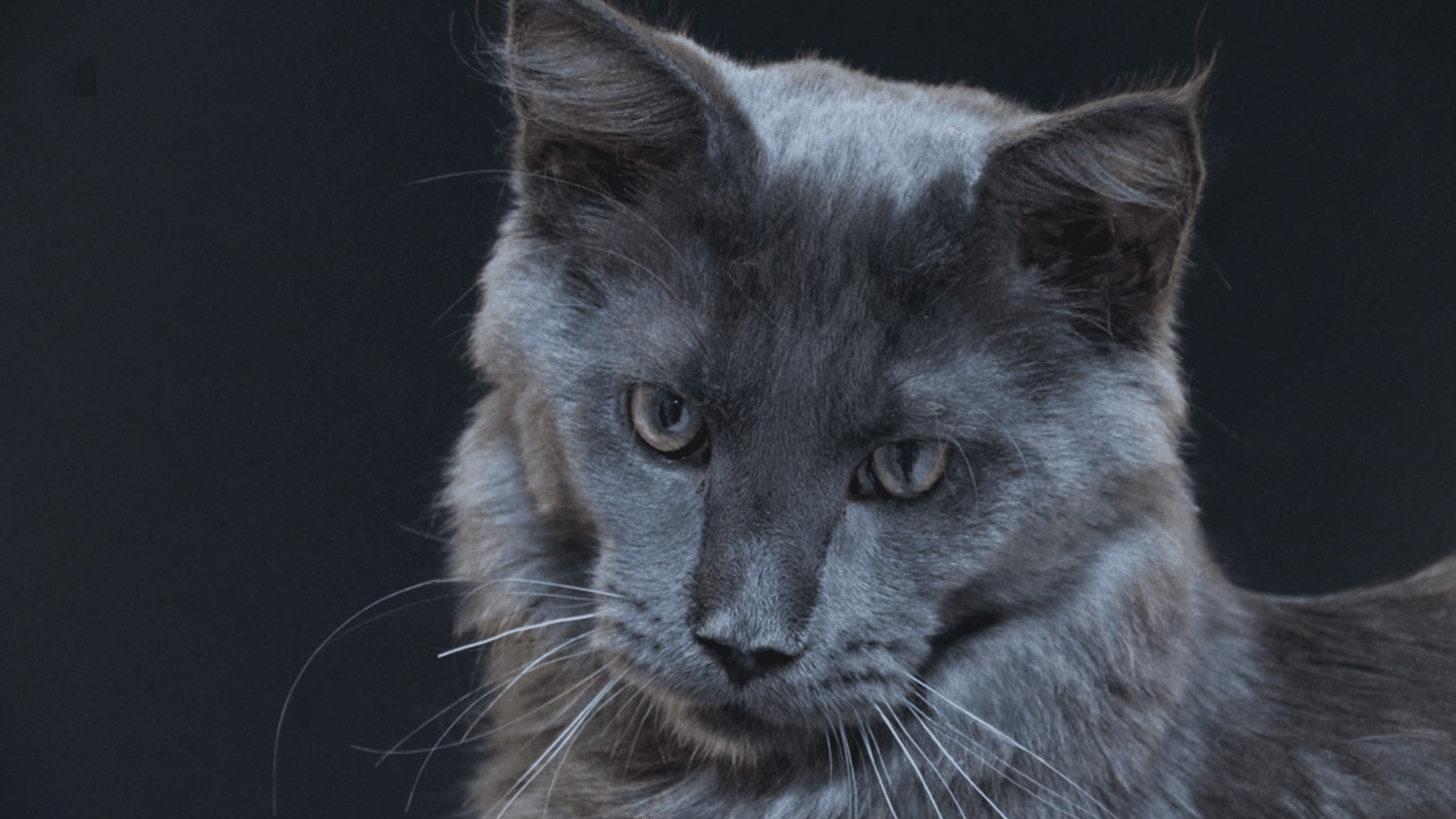 Blue Smoke Maine Coon: A Cat Like No Other - Archiecat