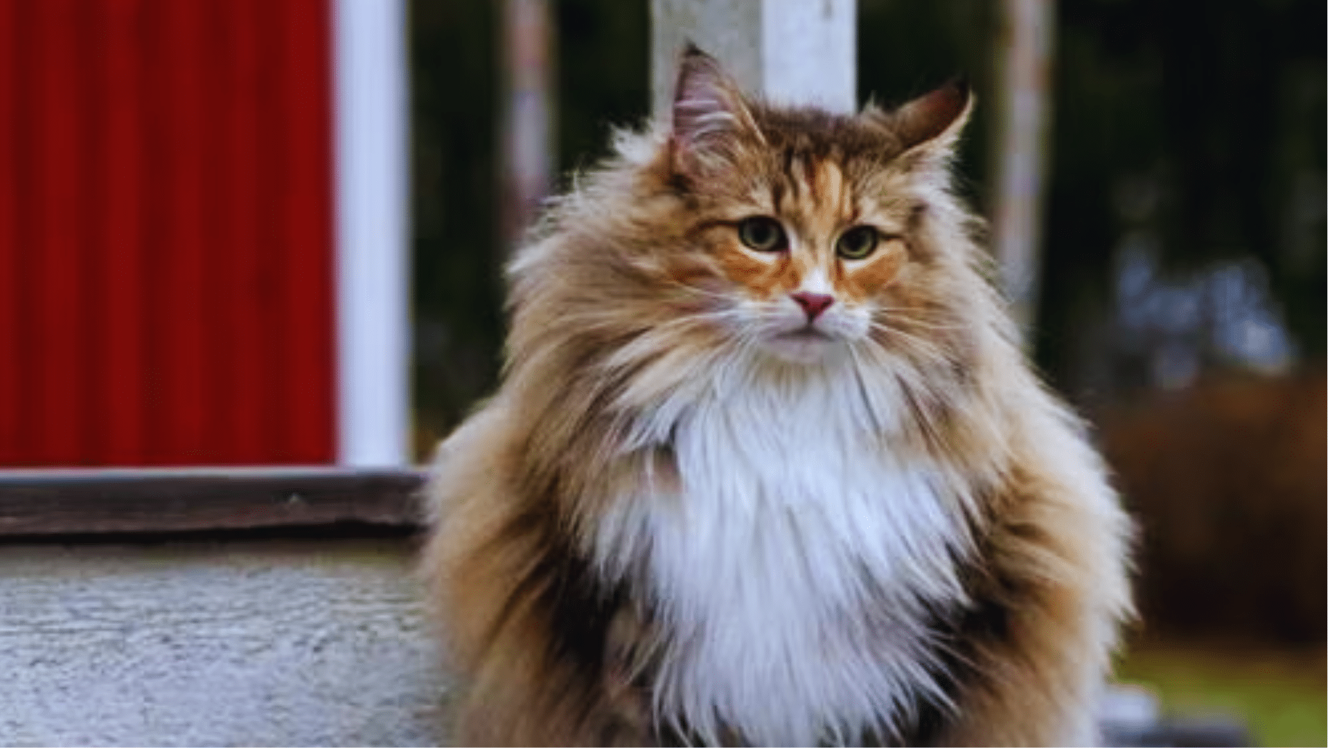 Comparison of Norwegian Forest Cat Size with Others - Archiecat
