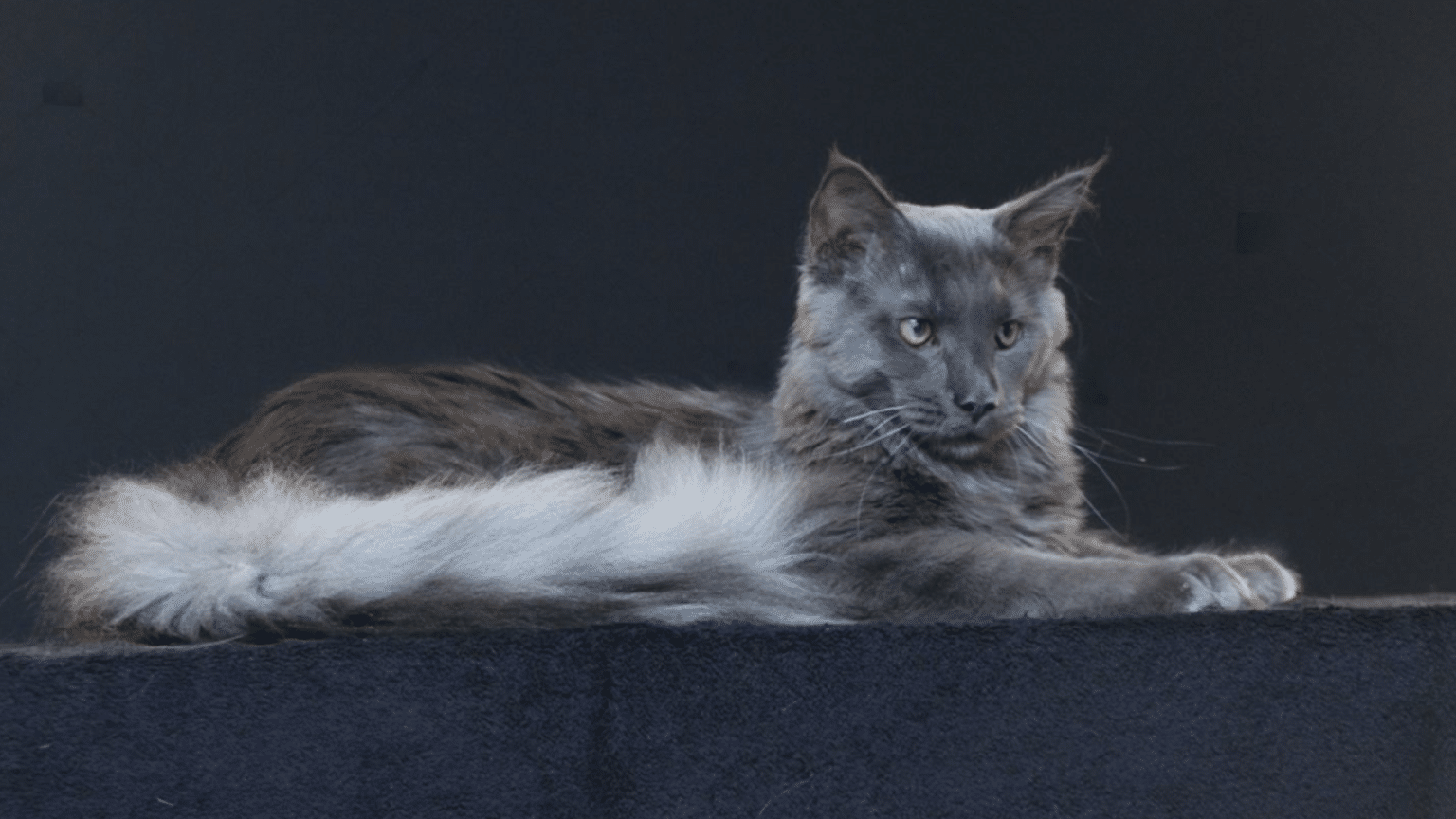 Blue Smoke Maine Coon: A Cat Like No Other - Archiecat