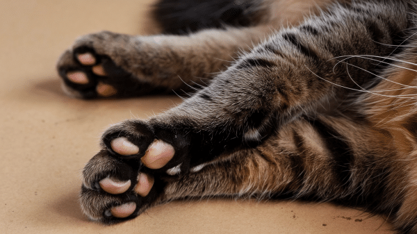 Cat Paw Anatomy: Structure, Function, and Care - Archiecat
