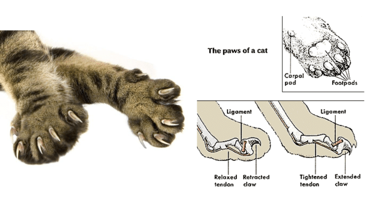 Understanding Cat Claw Anatomy - Archiecat