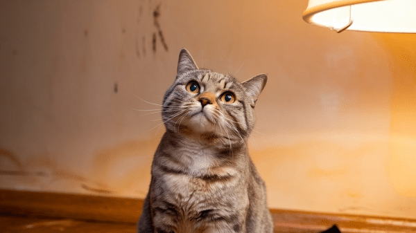 Why is My Cat Meowing So Much All of a sudden? - Archiecat