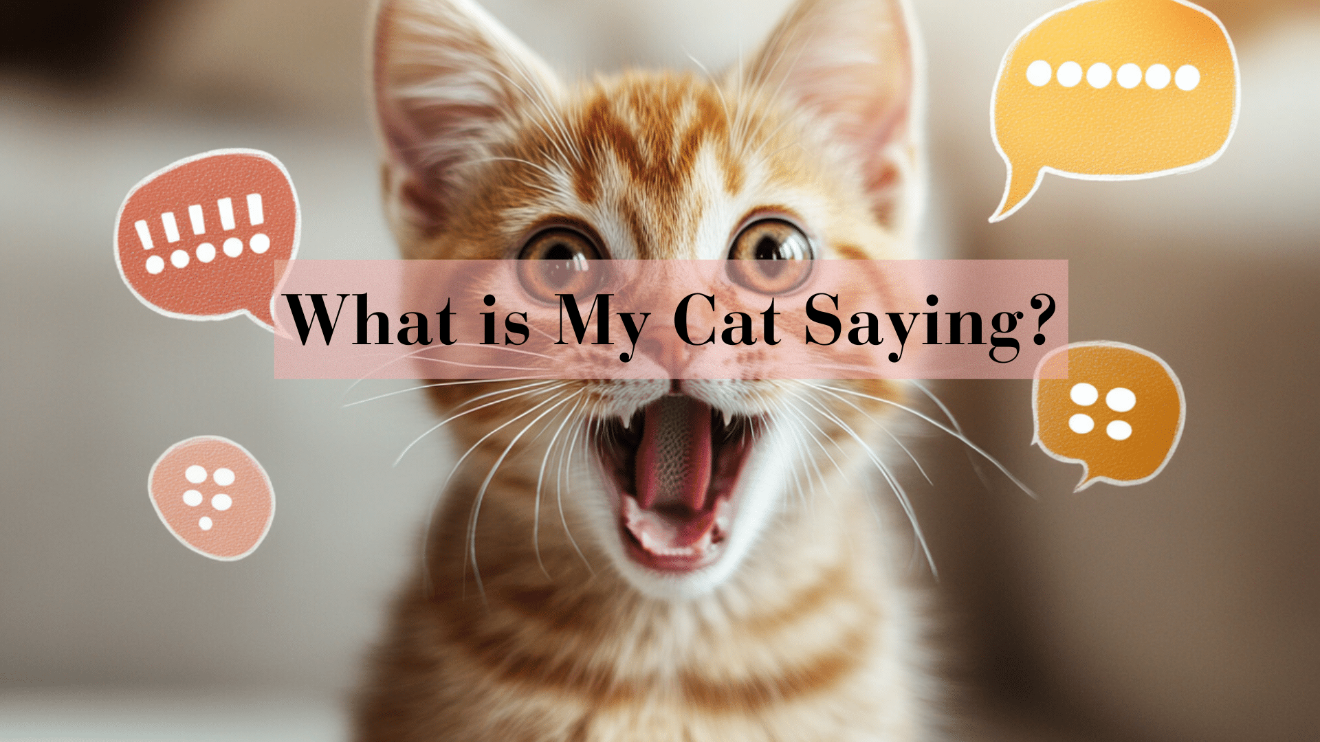 What is My Cat Saying: Decoding Cat Communication - Archiecat