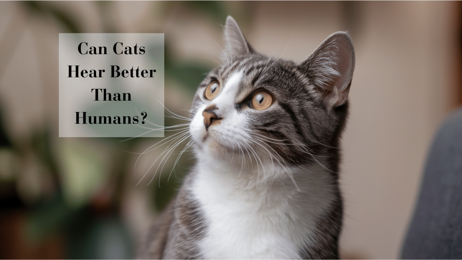 Can Cats Hear Better Than Humans: What You Should Know - Archiecat