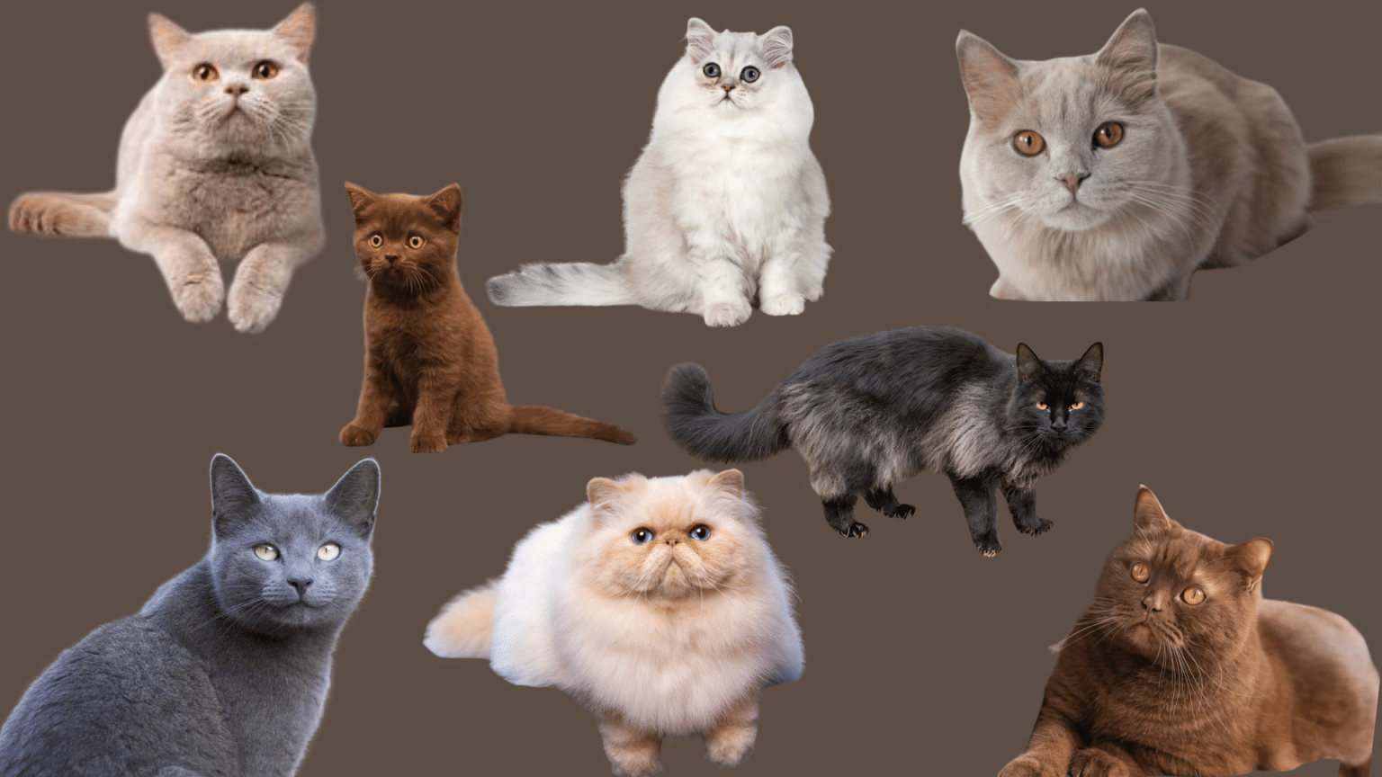 15 Unique Cat Colors: The Rarest & Most Beautiful Coats - Archiecat