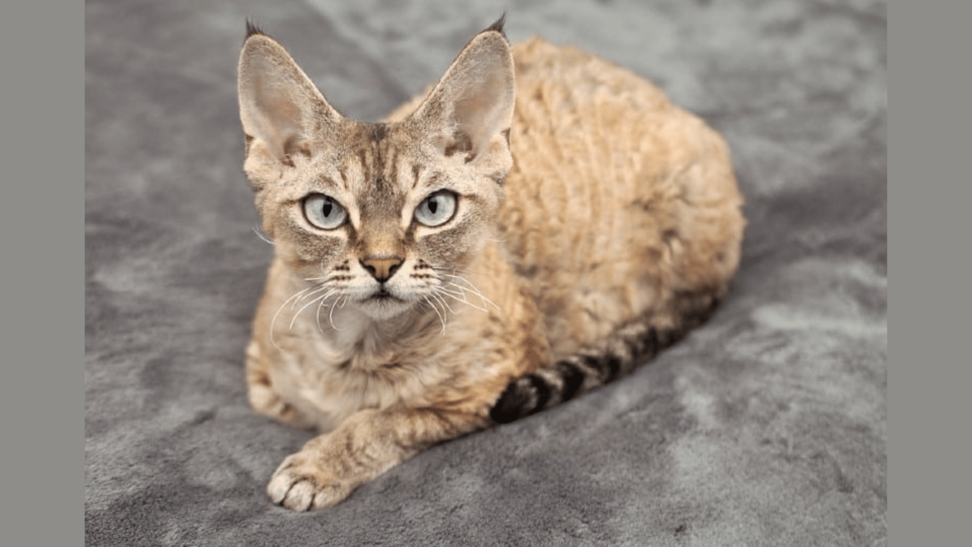 Devon Rex Shedding: What You Need to Know - Archiecat