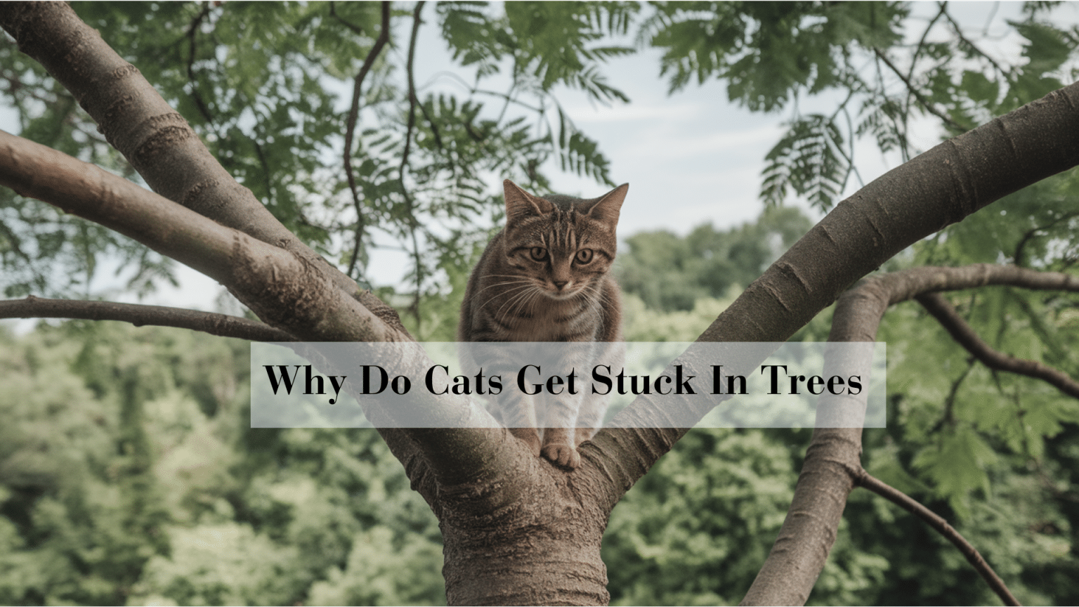 Why Cats Get Stuck in Trees and How to Help - Archiecat