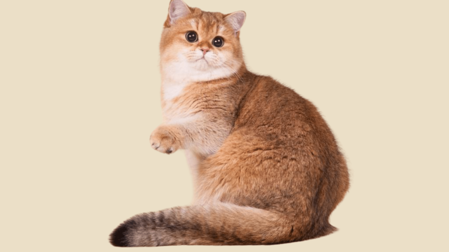 Why Scottish Straight Cats Make Great Pets - Archiecat