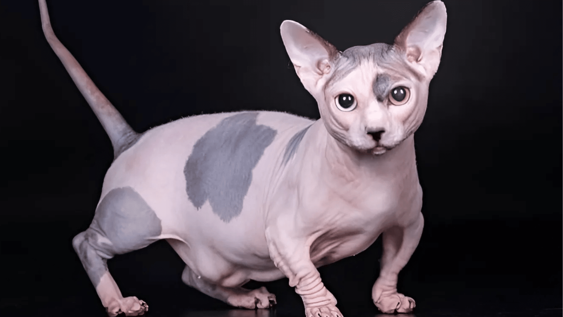 Hairy Hairless Cat Breeds: All You Need To Know - Archiecat