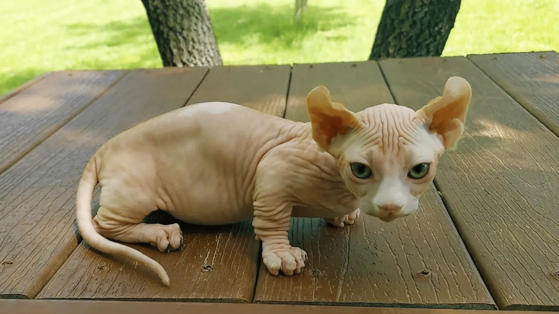 Hairy Hairless Cat Breeds: All You Need To Know - Archiecat