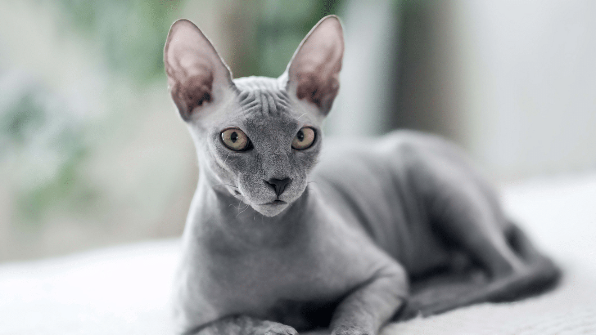 Hairy Hairless Cat Breeds: All You Need To Know - Archiecat