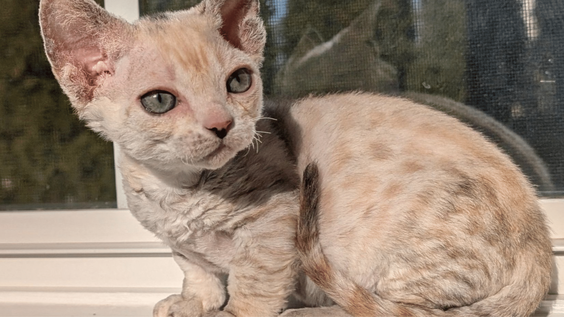 Hairy Hairless Cat Breeds: All You Need To Know - Archiecat