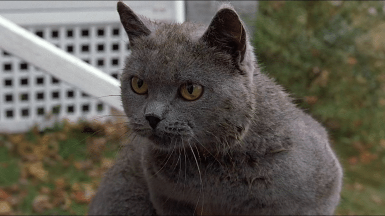 25 Iconic Black Cats from Myths to Pop Culture - Archiecat
