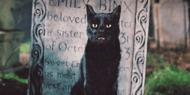 25 Iconic Black Cats from Myths to Pop Culture - Archiecat